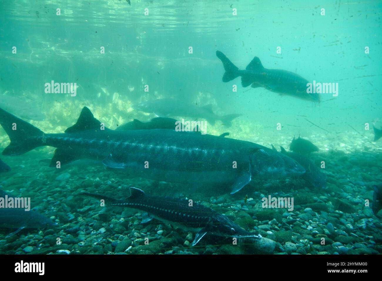 Bassa Bresciana (Bs), Italy, a sturgeons farm Stock Photo - Alamy