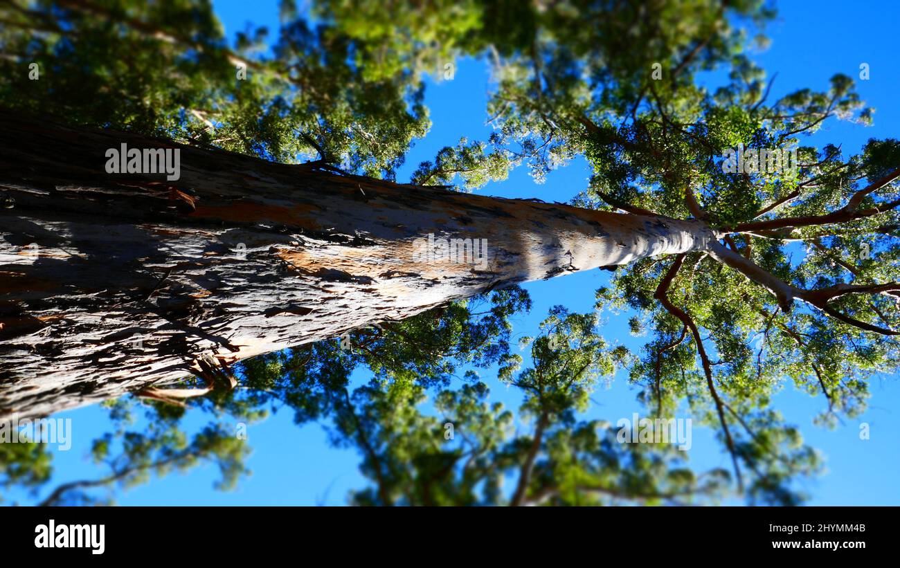 Giant karri tree towering above the ground Stock Photo - Alamy
