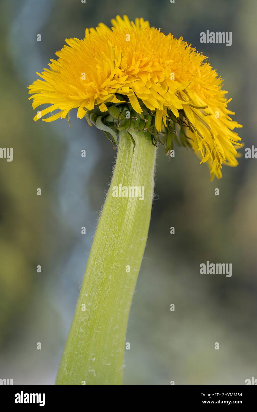 common dandelion (Taraxacum officinale), dandelion flower, fasciation ...