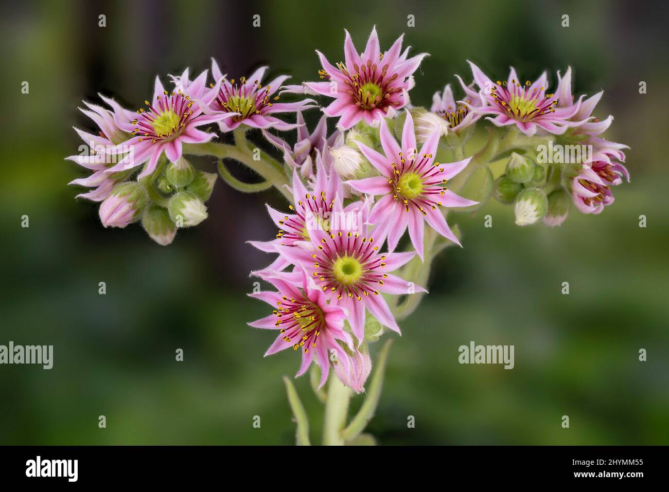 hen-and-chickens, house-leek, houseleek, common houseleek (Sempervivum ...