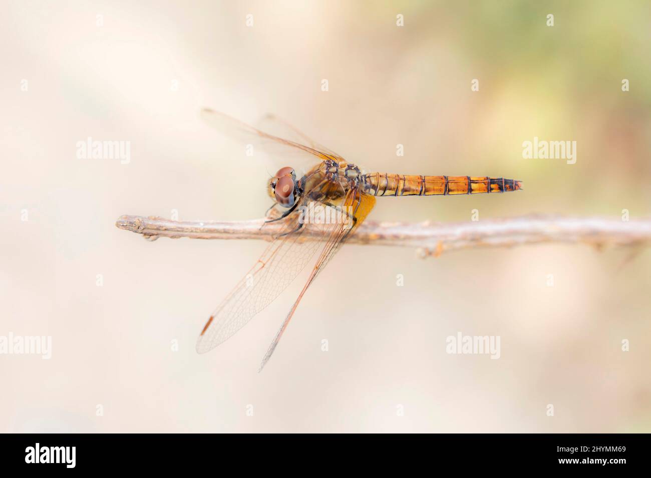 Violet dropwing, Violet-marked darter, Purple-blushed darter, Plum ...