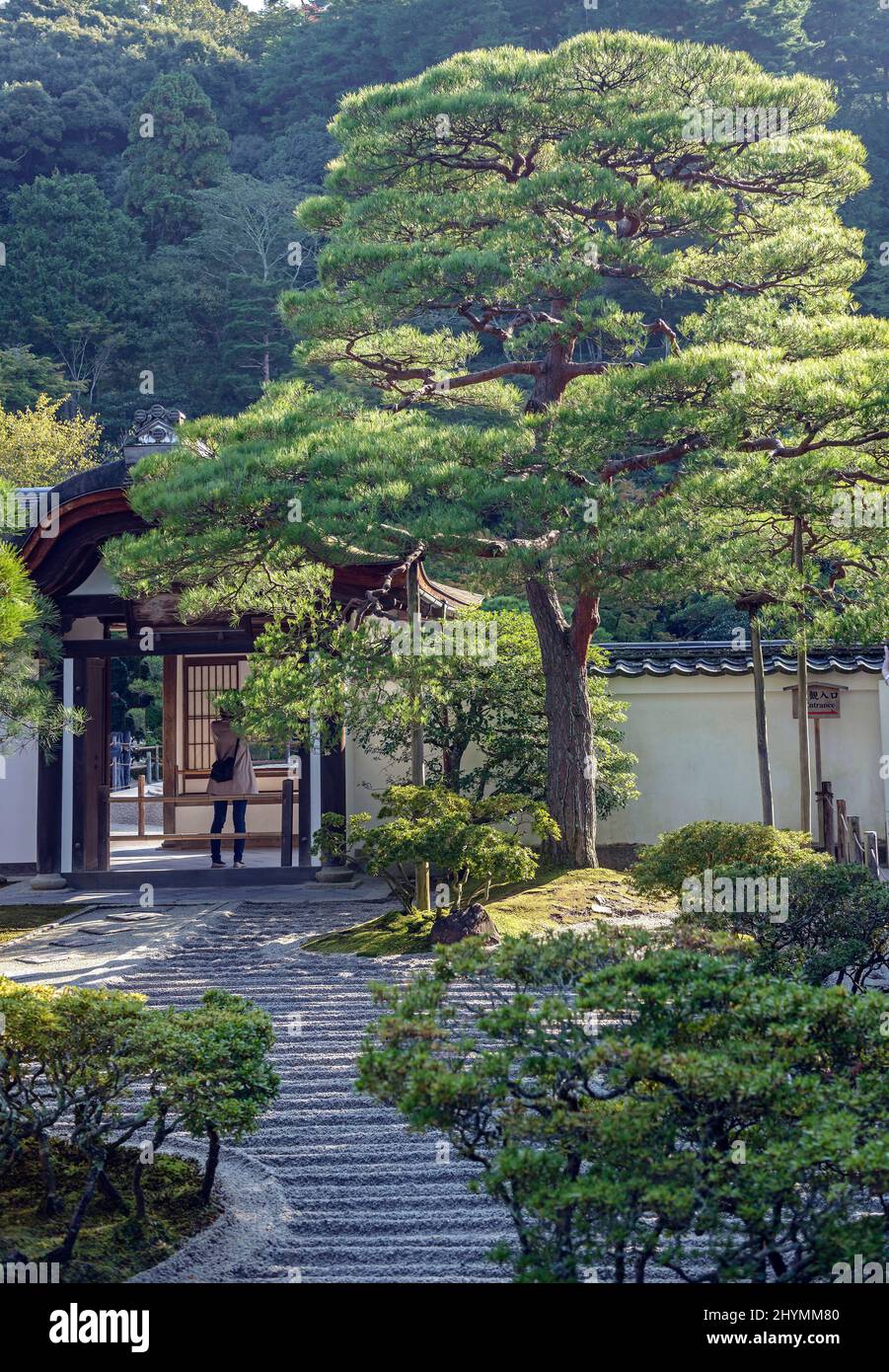 Japanese red pine (Pinus densiflora), habit, Japan, Honshu, Rikugien ...
