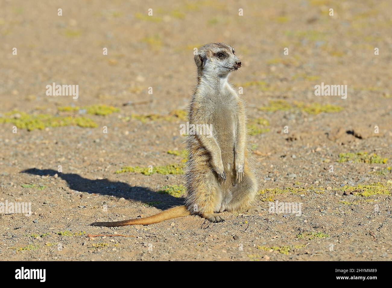 Suricatas hi-res stock photography and images - Alamy