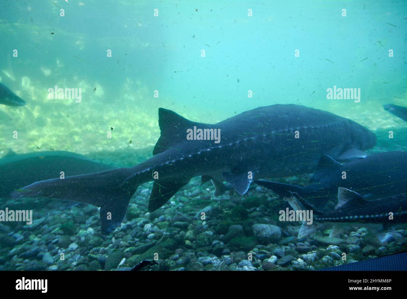 Bassa Bresciana (Bs), Italy, a sturgeons farm Stock Photo - Alamy