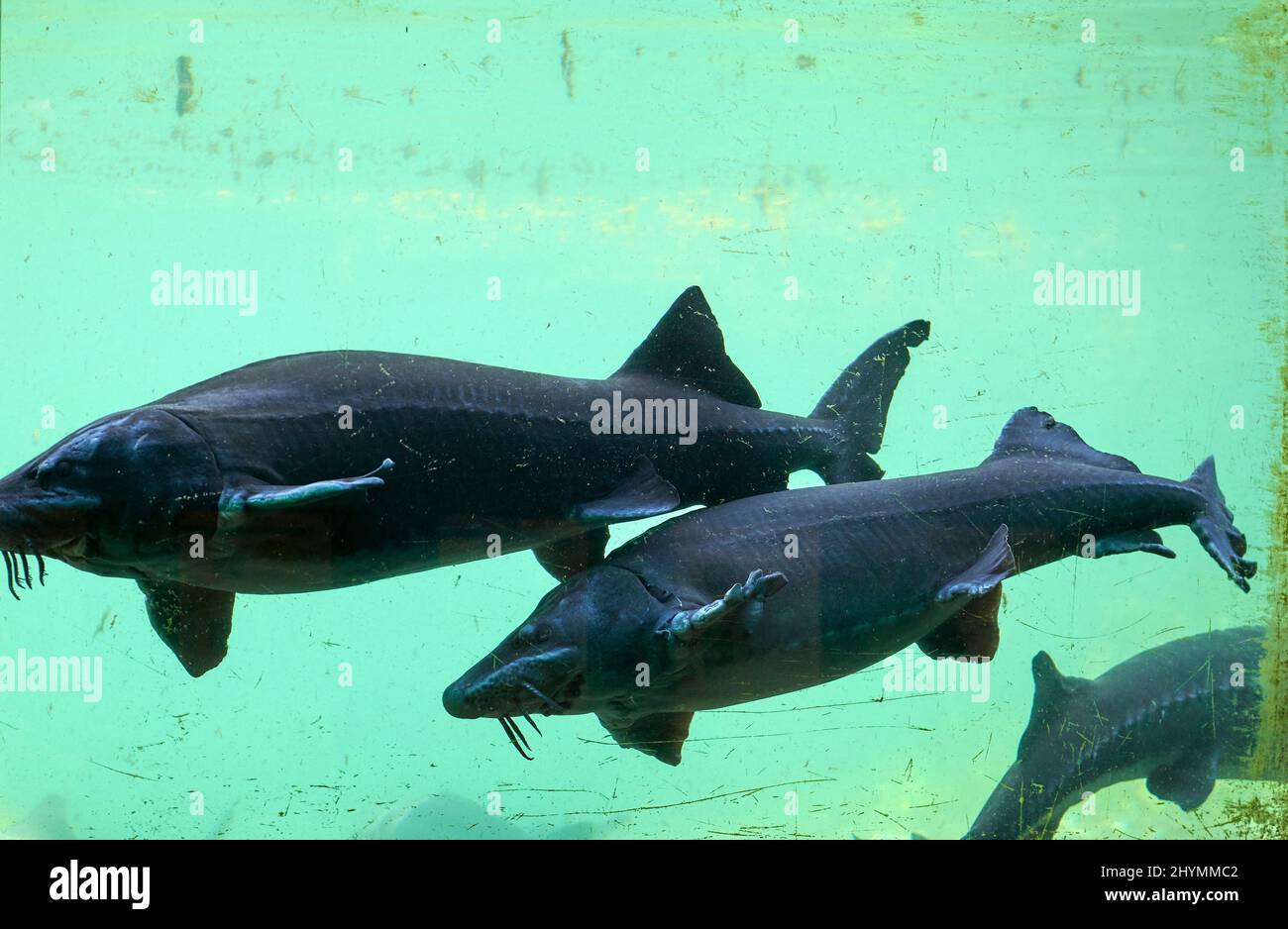 Bassa Bresciana (Bs), Italy, a sturgeons farm Stock Photo - Alamy