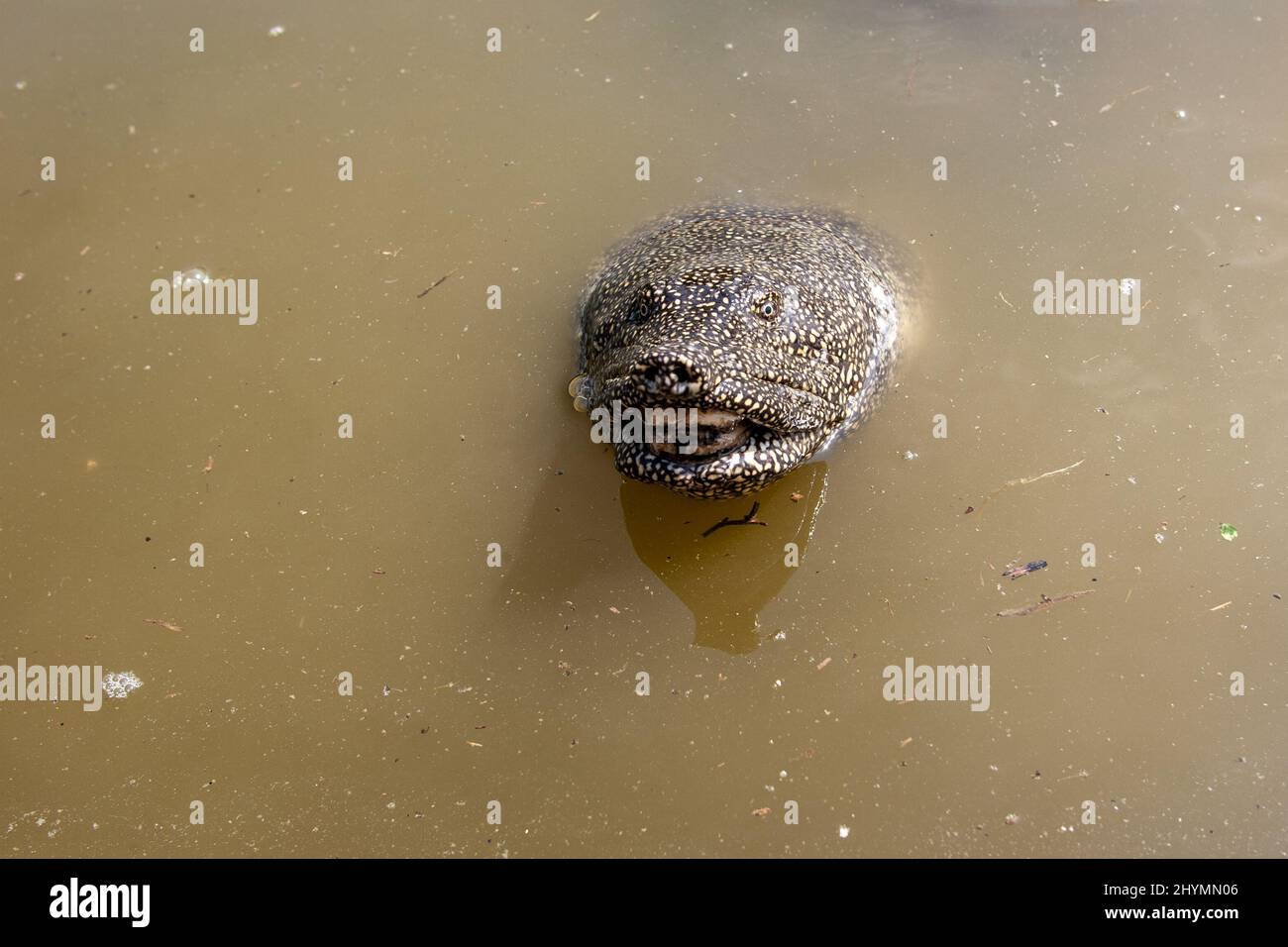 Group of African softshell turtle or Nile softshell turtle (Trionyx ...