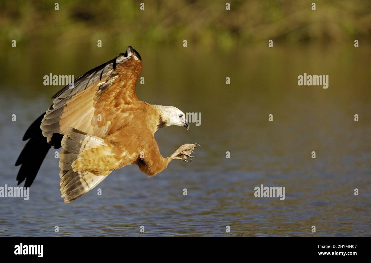 black-collared hawk (Busarellus nigricollis), hunting in flight over a ...