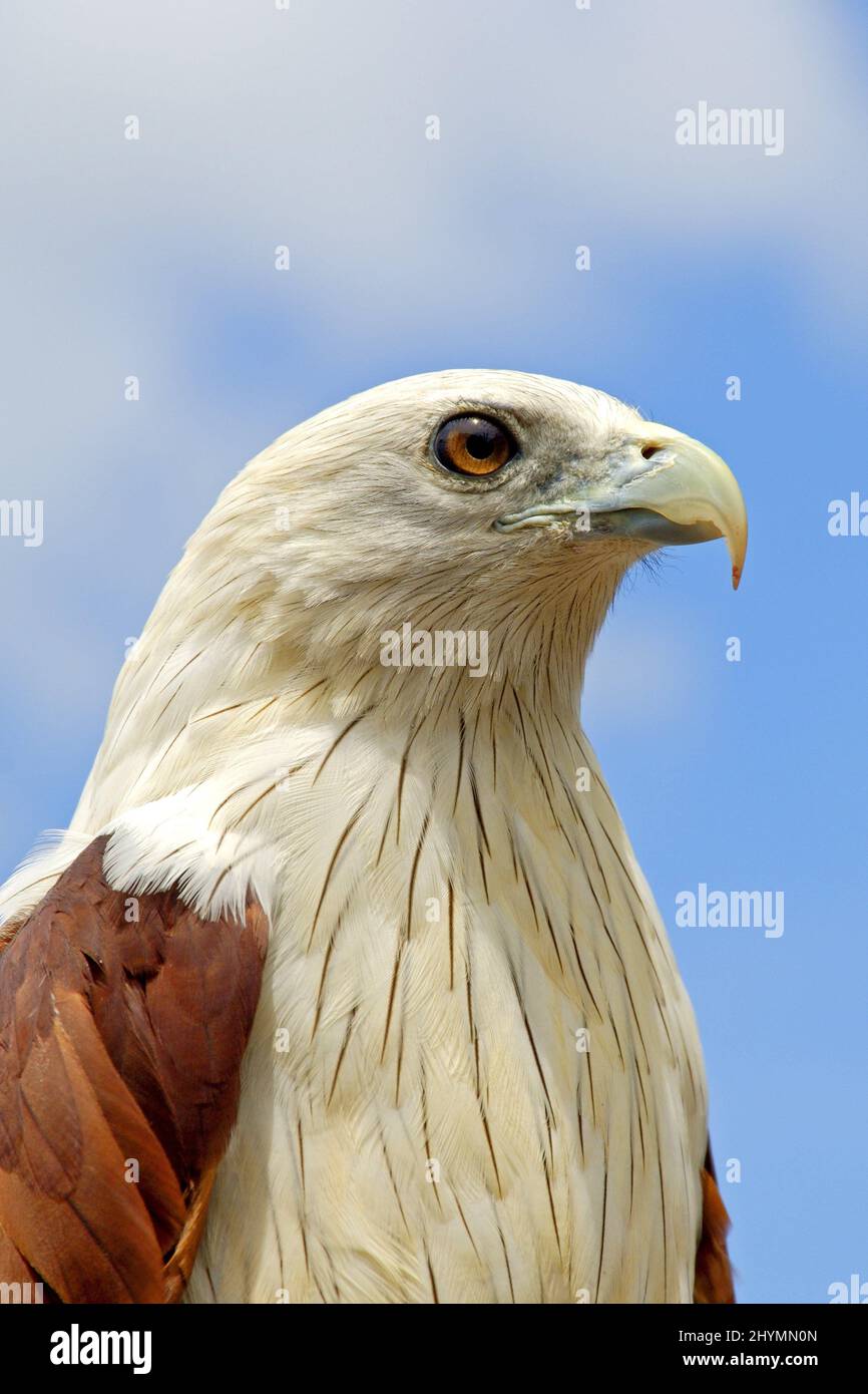 brahminy kite (Haliastur indus), portrait , Thailand Stock Photo - Alamy