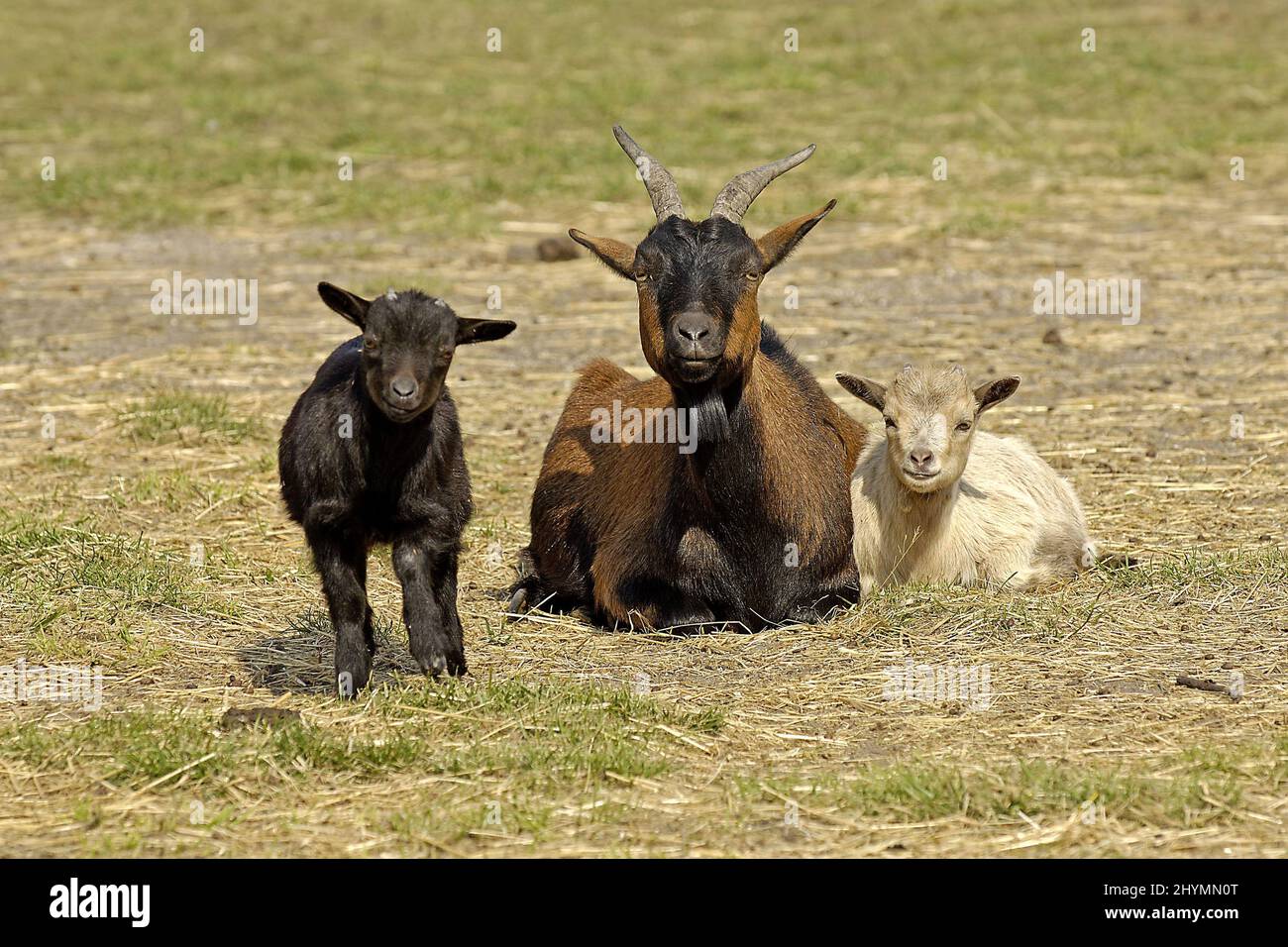 domestic goat (Capra hircus, Capra aegagrus f. hircus), goat with two ...