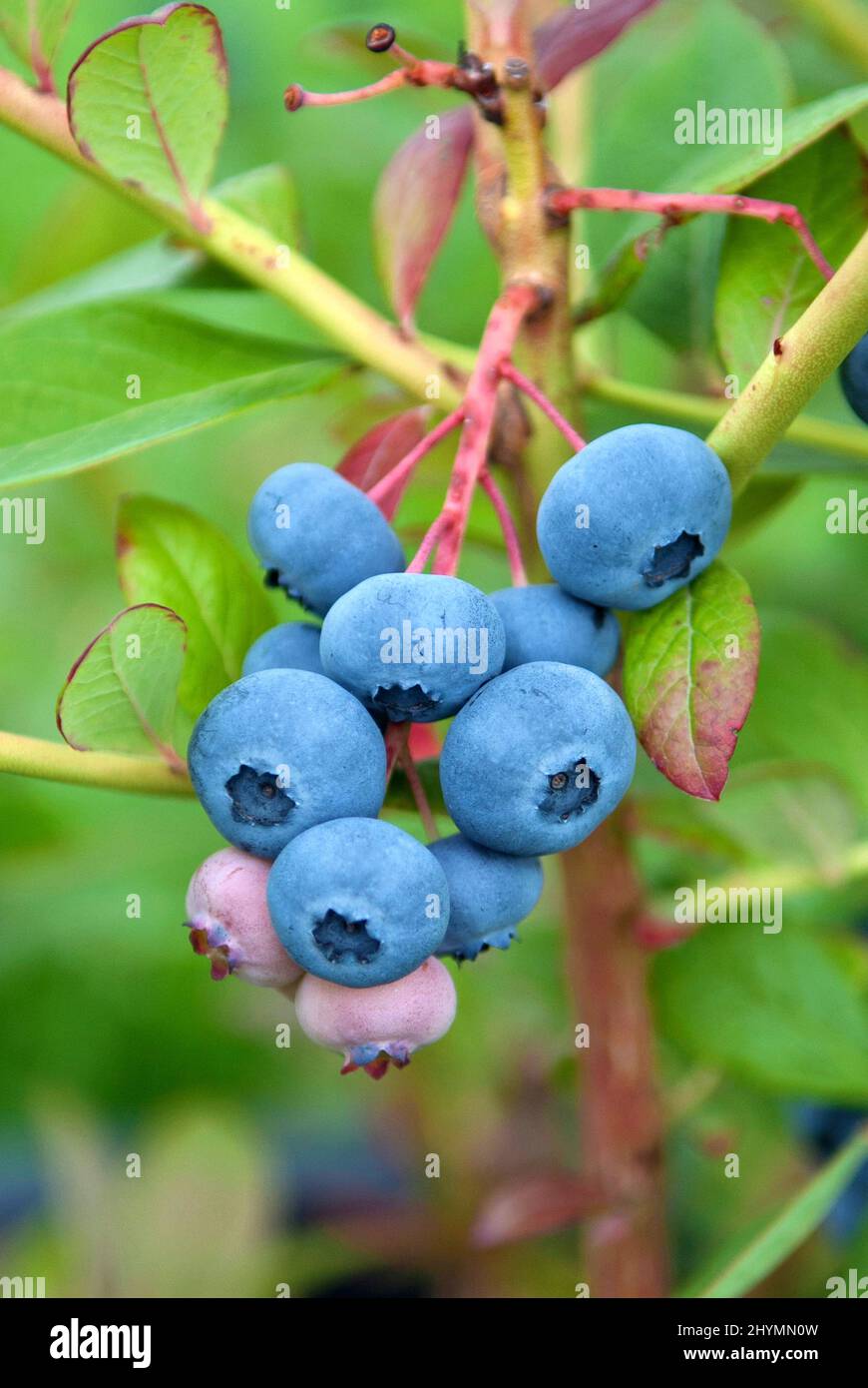 high blueberry, highbush blueberry, swamp blueberry (Vaccinium ...