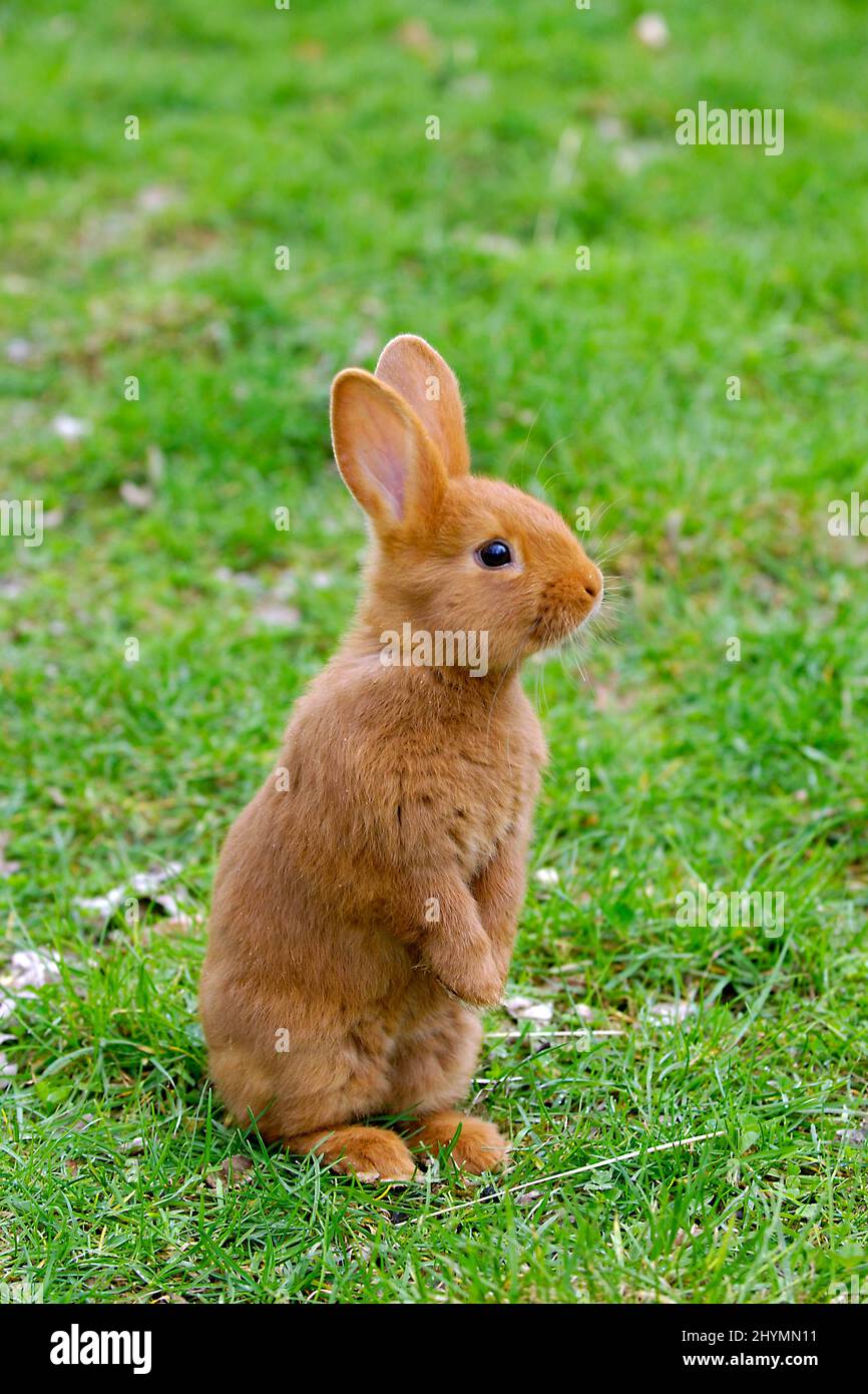 domestic rabbit (Oryctolagus cuniculus f. domestica), breed Red New ...
