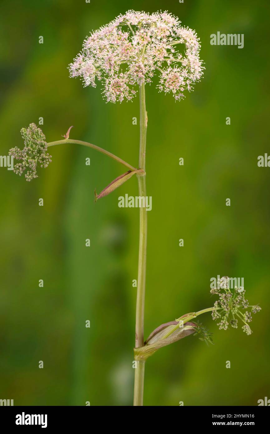 Wild angelica (Angelica sylvestris), three inflorescences, Germany ...