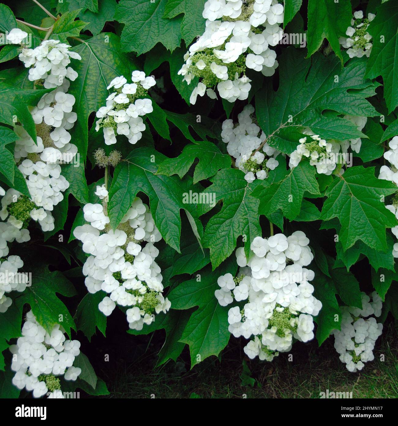 Oak-leaved hydrangea (Hydrangea quercifolia), blooming Stock Photo - Alamy