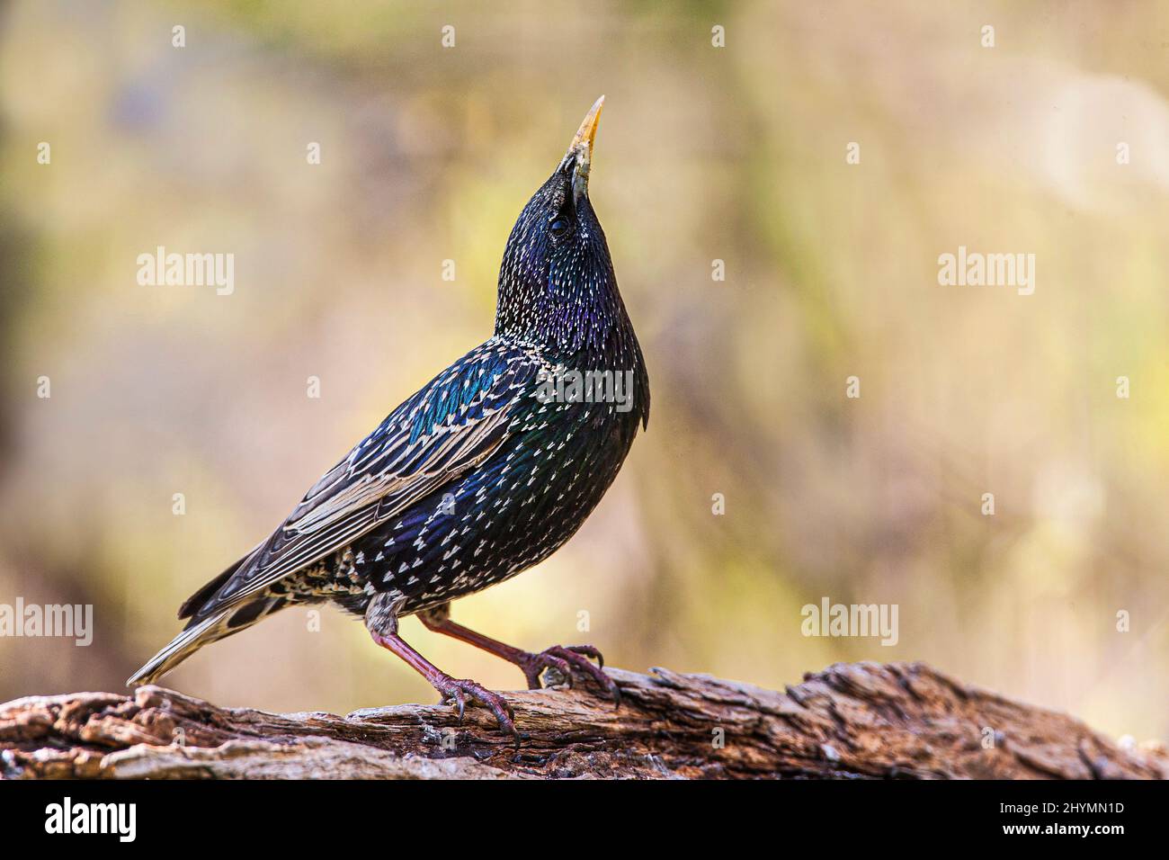 common starling (Sturnus vulgaris), perches on dead wood and looking up ...