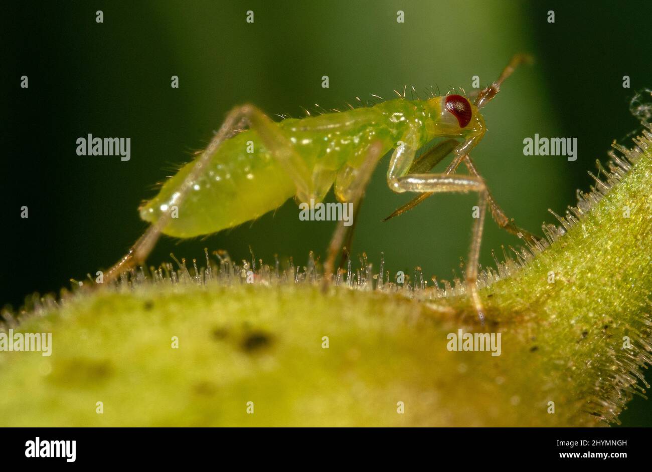 larva of a bug, Germany, Bavaria Stock Photo - Alamy