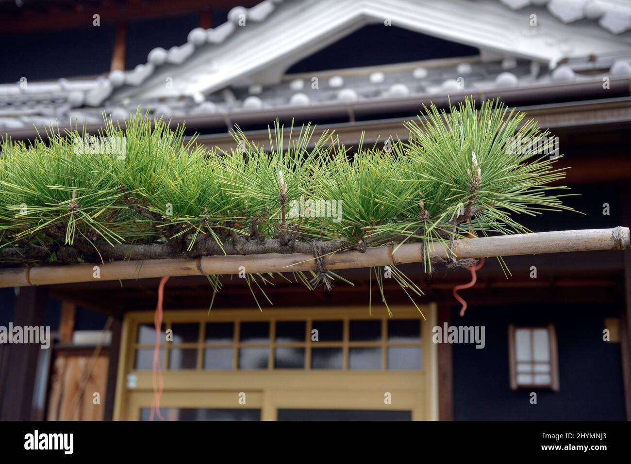 Japanese black pine (Pinus thunbergii), in a Japanese garden, Japan ...