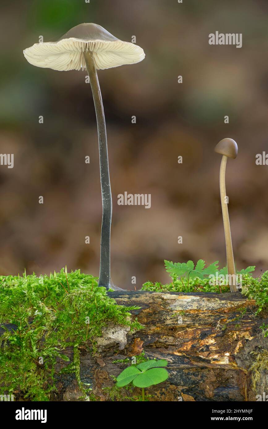 Garlic parachutes hi-res stock photography and images - Alamy