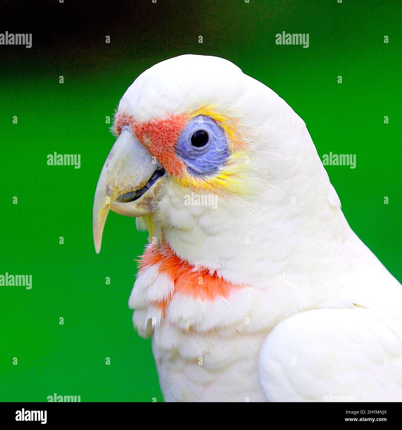 little corella (Cacatua sanguinea), portrait, Australia, Northern ...
