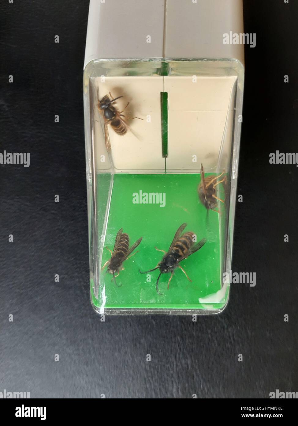 insect catcher with live wasps, Germany Stock Photo - Alamy