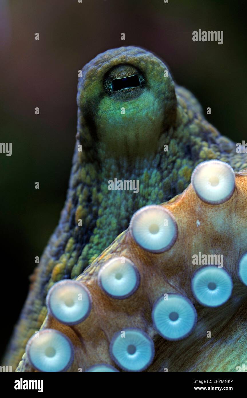 common octopus, common Atlantic octopus, common European octopus ...