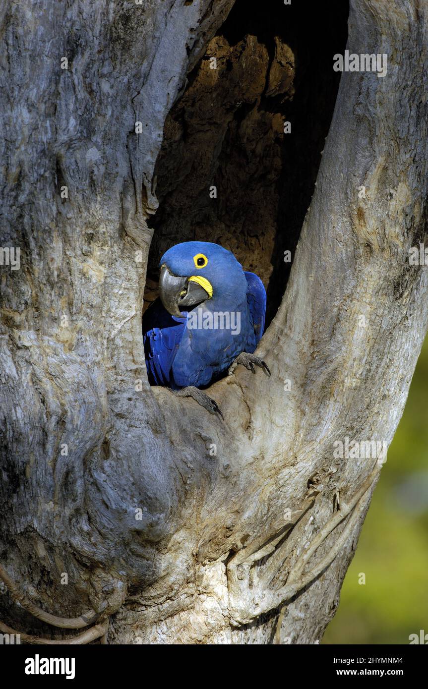 Hyacinth Macaw Hyacinthine Macaw Anodorhynchus Hyacinthinus In Its