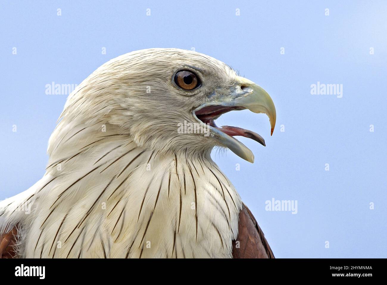 brahminy kite (Haliastur indus), portrait with bill open, Thailand ...