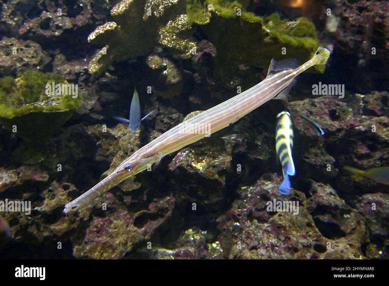 Trumpetfishes hi-res stock photography and images - Alamy