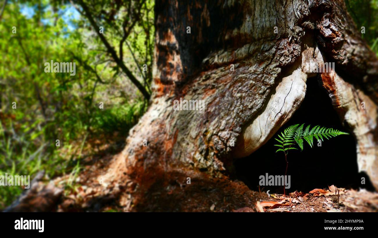 Jarrah tree marginata hi-res stock photography and images - Alamy