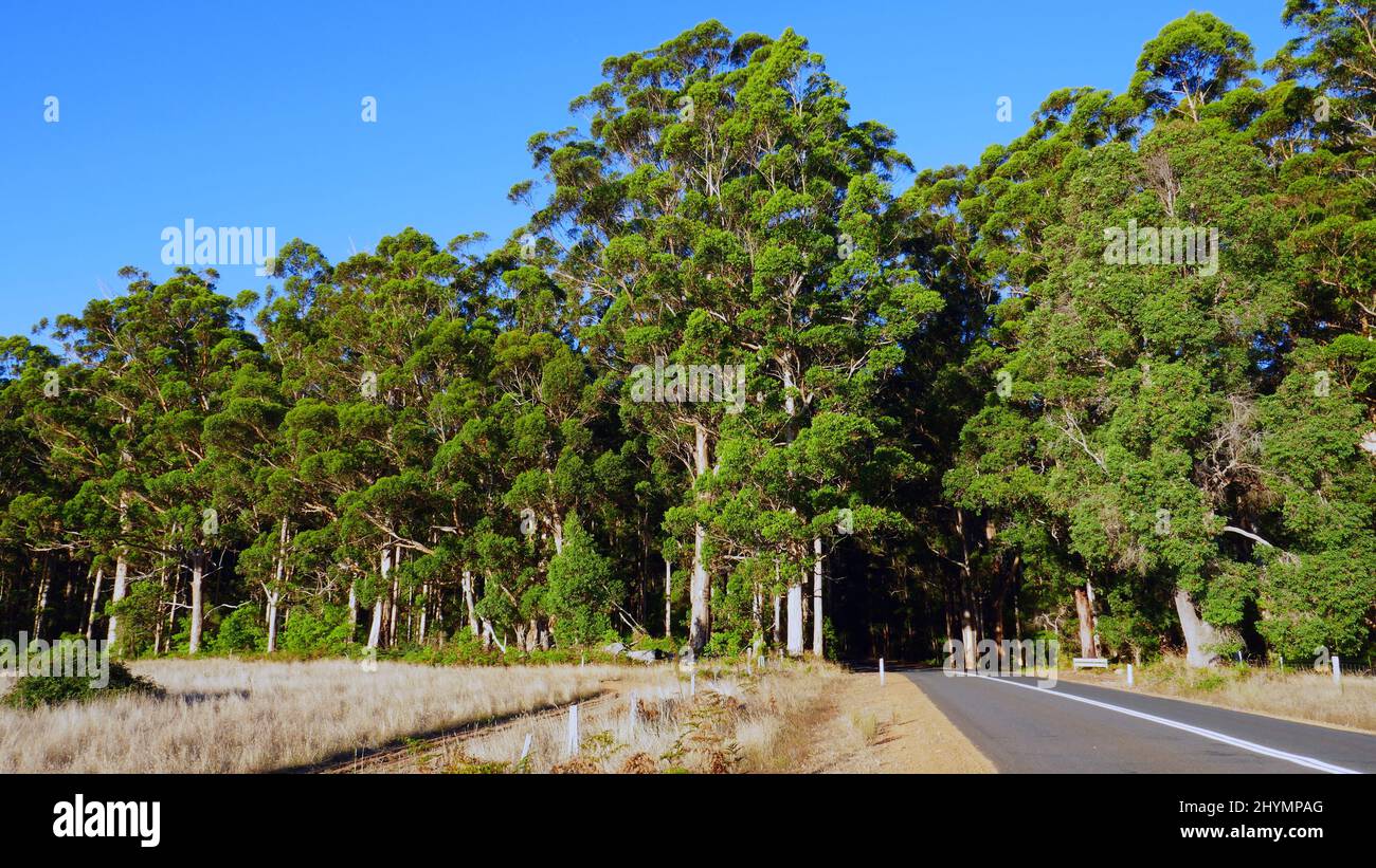 Pathway into the Karri forest Stock Photo - Alamy