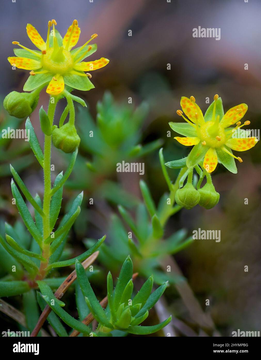 yellow saxifrage, yellow mountain saxifrage, evergreen saxifrage ...
