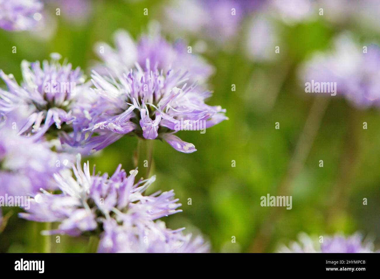 Globe daisy, Leather leaf owder puff, Powderpuff, Heart leaf globe ...