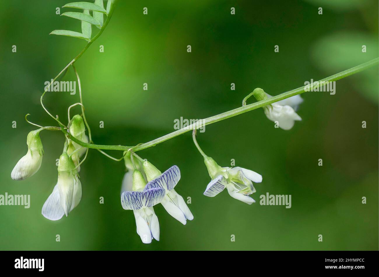 wood vetch (Vicia sylvatica), inflorescence, Germany, Bavaria Stock ...