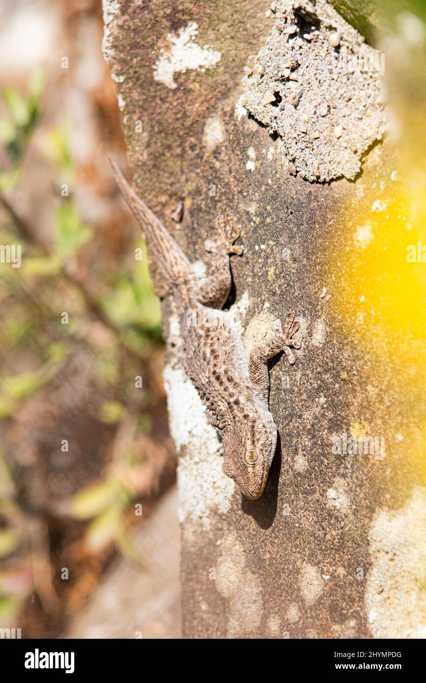Common wall gecko, Moorish gecko, Moorish Wall Gecko, Salamanquesa ...