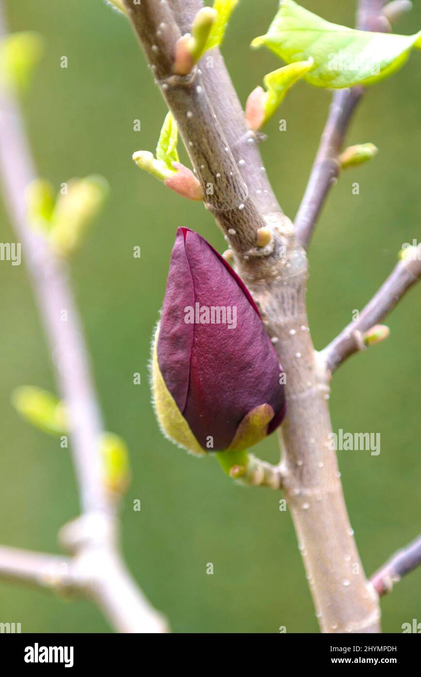 saucer magnolia (Magnolia x soulangiana 'Genie', Magnolia x soulangiana ...