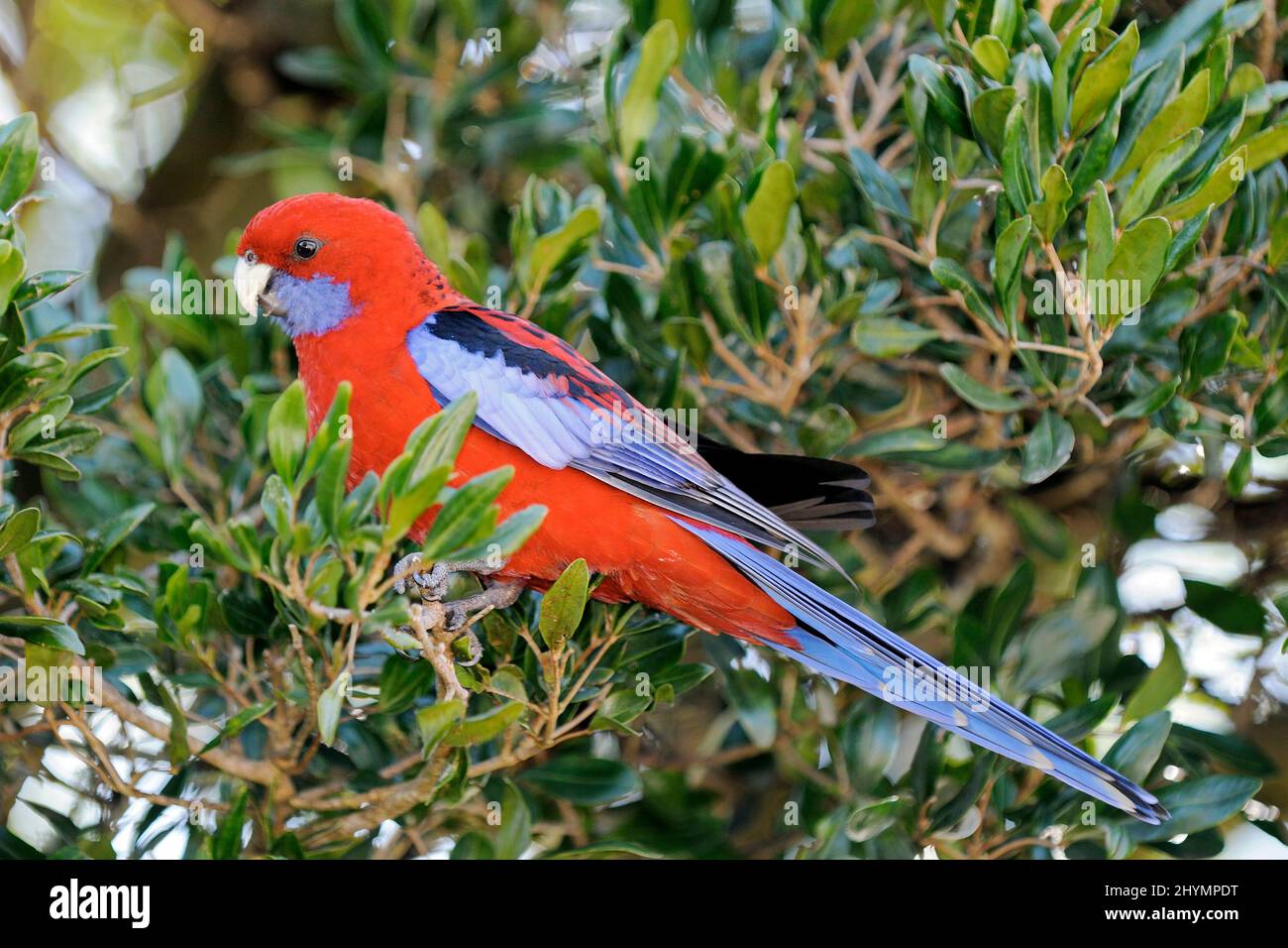 Australian birds crimson rosella hi-res stock photography and images ...