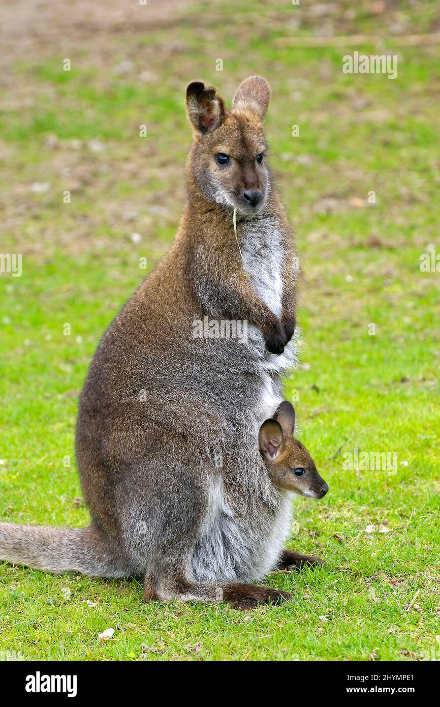 Red-necked wallaby, Bennett´s Wallaby (Macropus rufogriseus, Wallabia ...