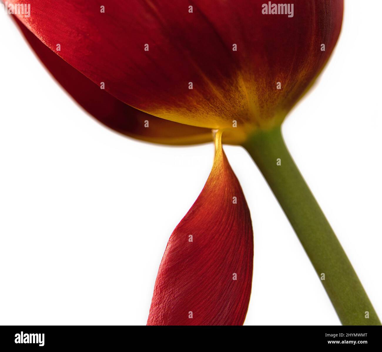 Macro, red tulip (Tulipa) losing a petal, cropped Stock Photo - Alamy