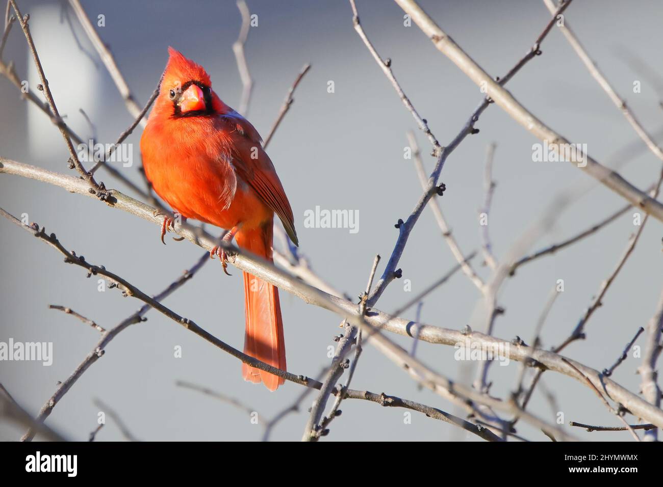 Red Cardinal on a tree branch Stock Photo - Alamy