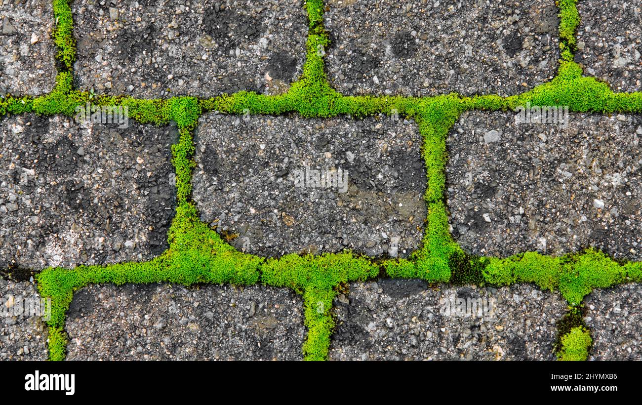 Moss paving stones hi-res stock photography and images - Alamy
