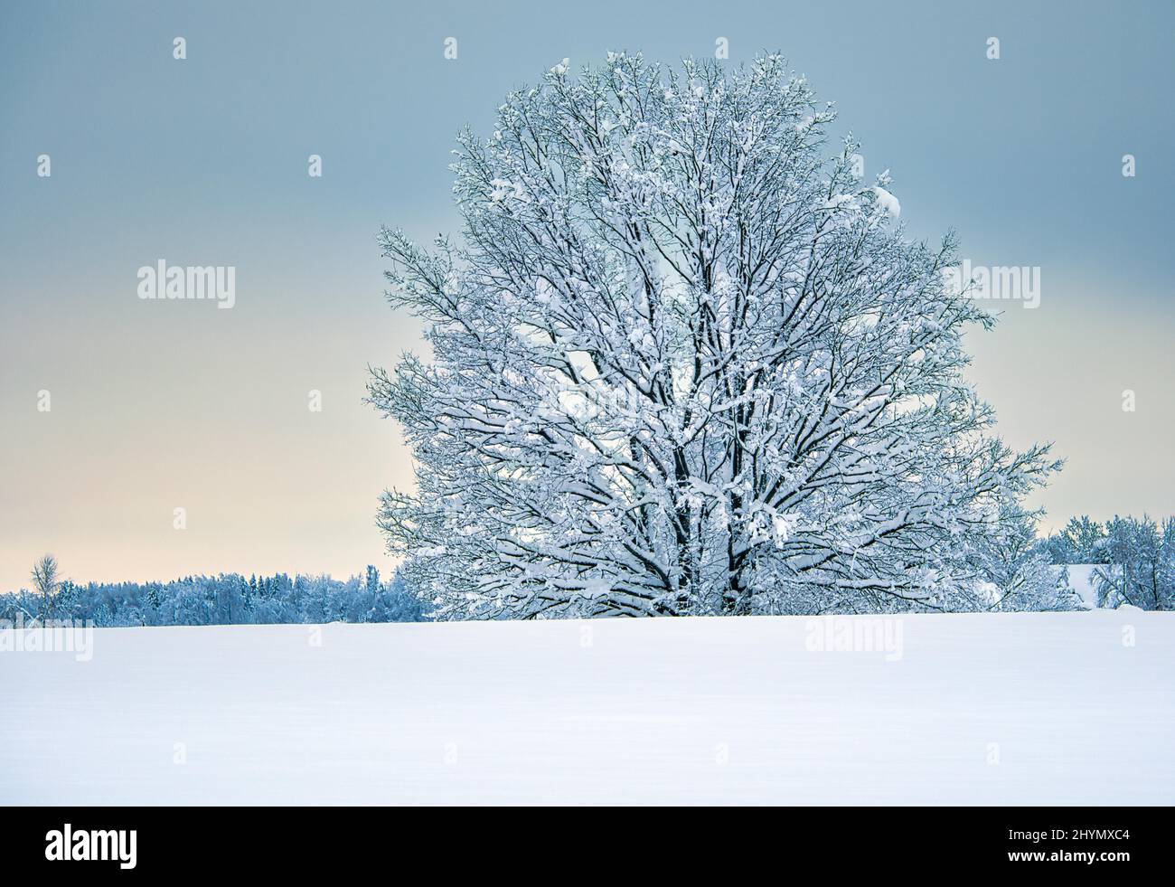 Single tree in deep snowy winter landscape, Bubikon, Switzerland Stock ...