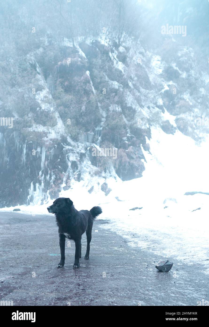 Dog in 4k hi-res stock photography and images - Alamy