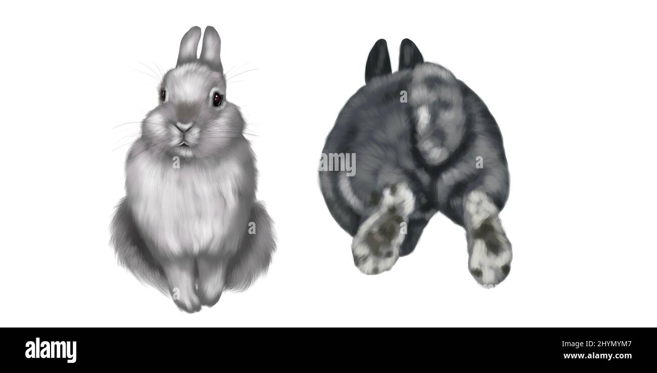 Realistic Rabbit Illustration