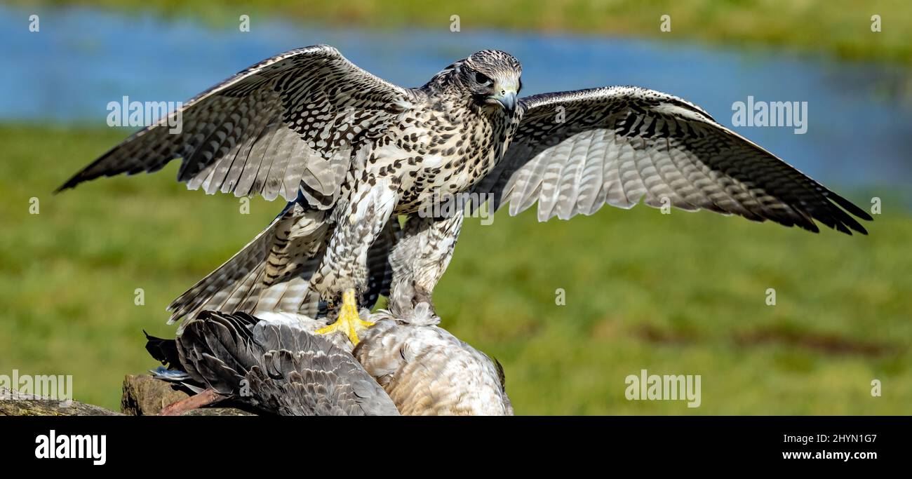 Black gyrfalcon hi-res stock photography and images - Alamy