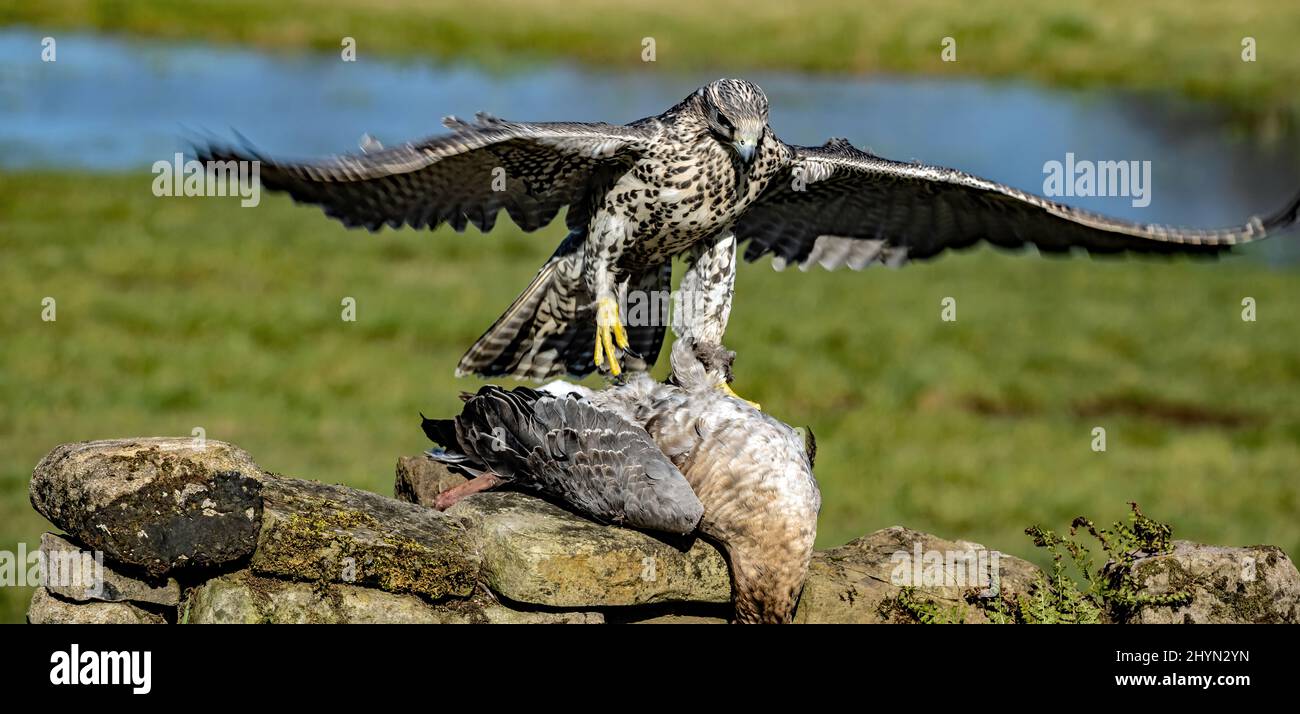 Black gyrfalcon with dead prey bird against a green background Stock ...