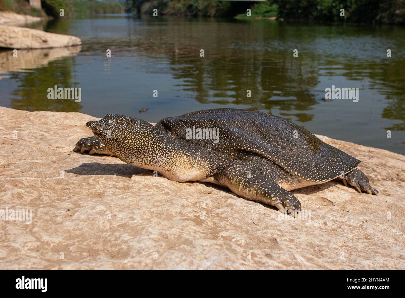 Softshell turtle hi-res stock photography and images - Alamy