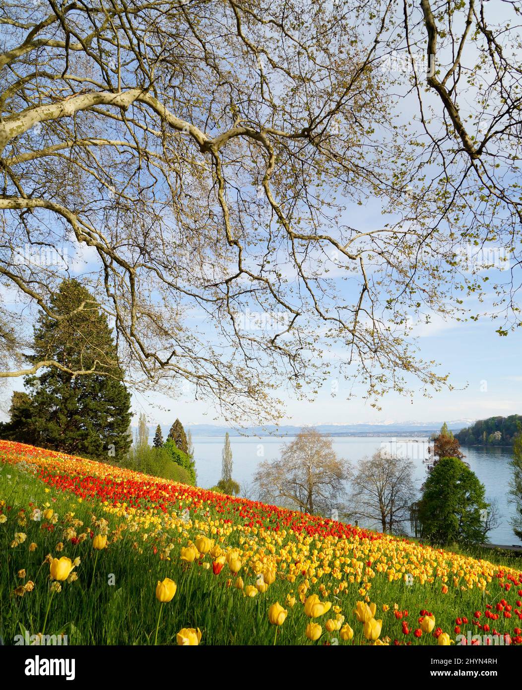 a beautiful spring meadow full of colorful tulips on Flower Island of ...