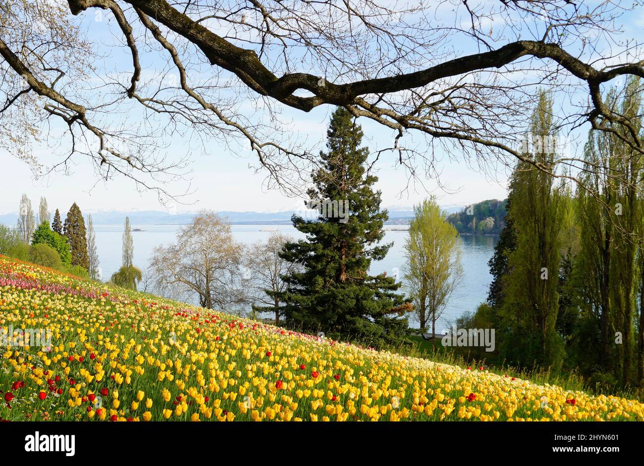 a beautiful spring meadow full of colorful tulips on Flower Island of ...