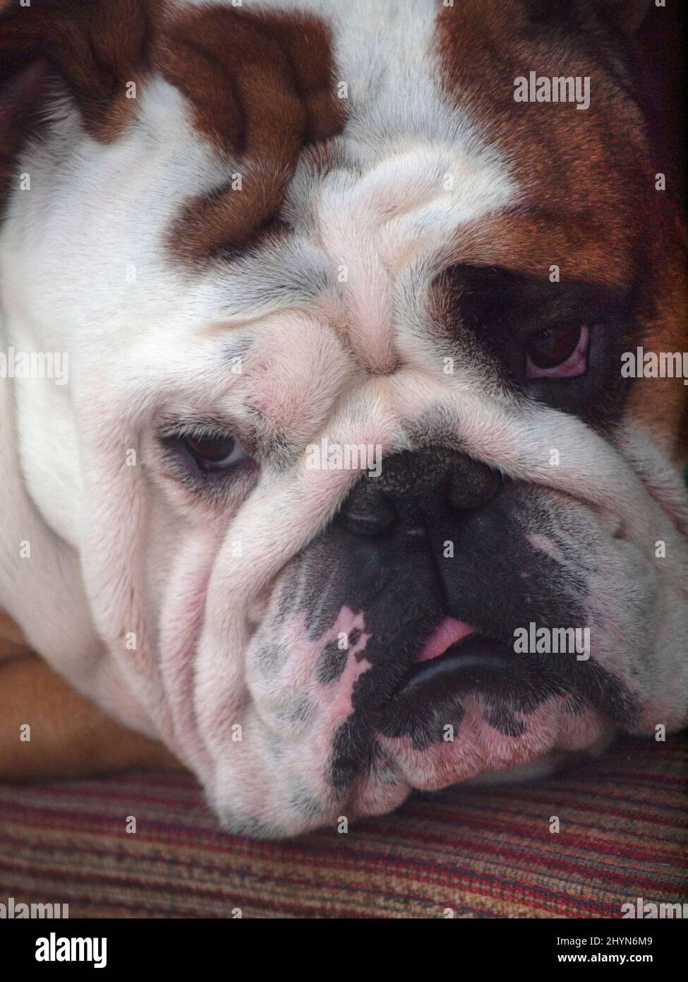 The sad face of a British Bulldog Stock Photo - Alamy