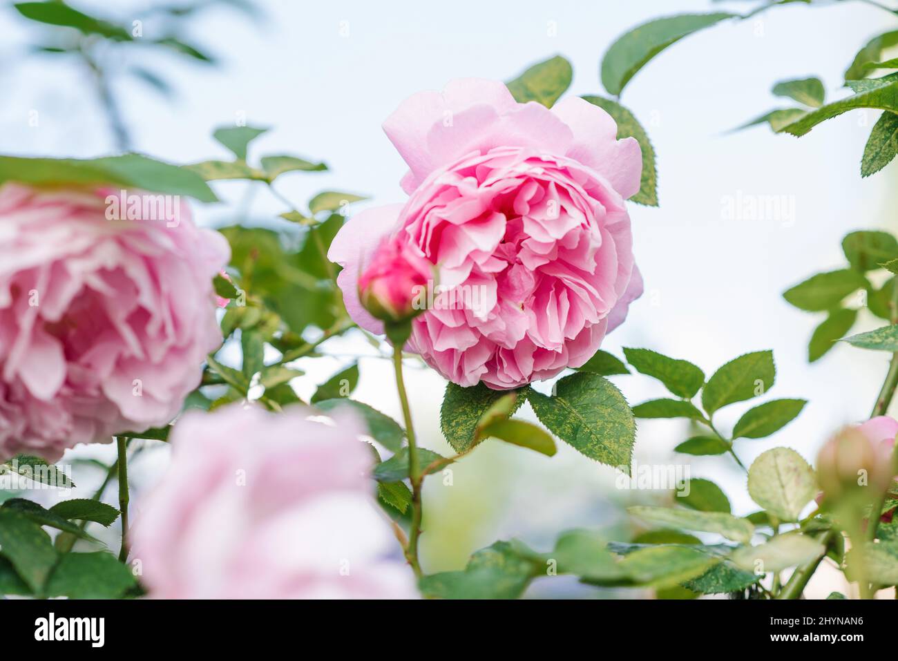 Queen mary rose garden hi-res stock photography and images - Alamy