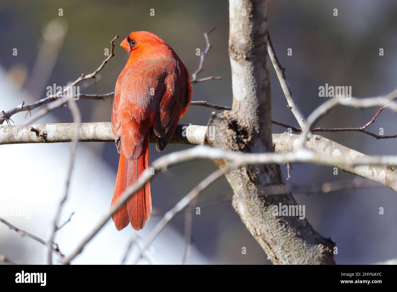 Close up shot of Northern cardinal on tree branch under the sunlight ...